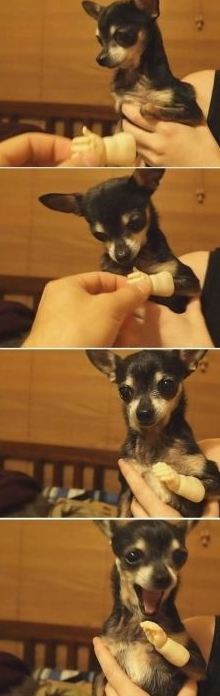 손이 생긴 개 다친 앞발에 손이 ‘애교 미소 작렬