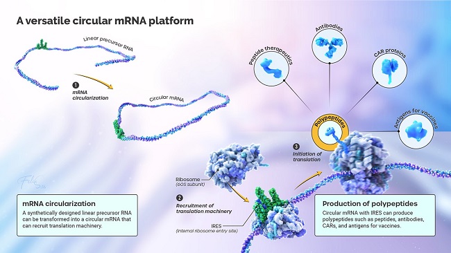 DXVX "지질나노입자·원형 mRNA 기술 활용 항암백신 후보물질 합성 진행 중"